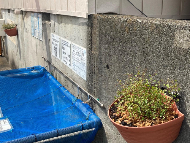 壁掛けプランターに､球根に(^^): お母さんも安心! WIFIインターネット使い放題 東海大学湘南歩5分32000円 コーポヤマシタ